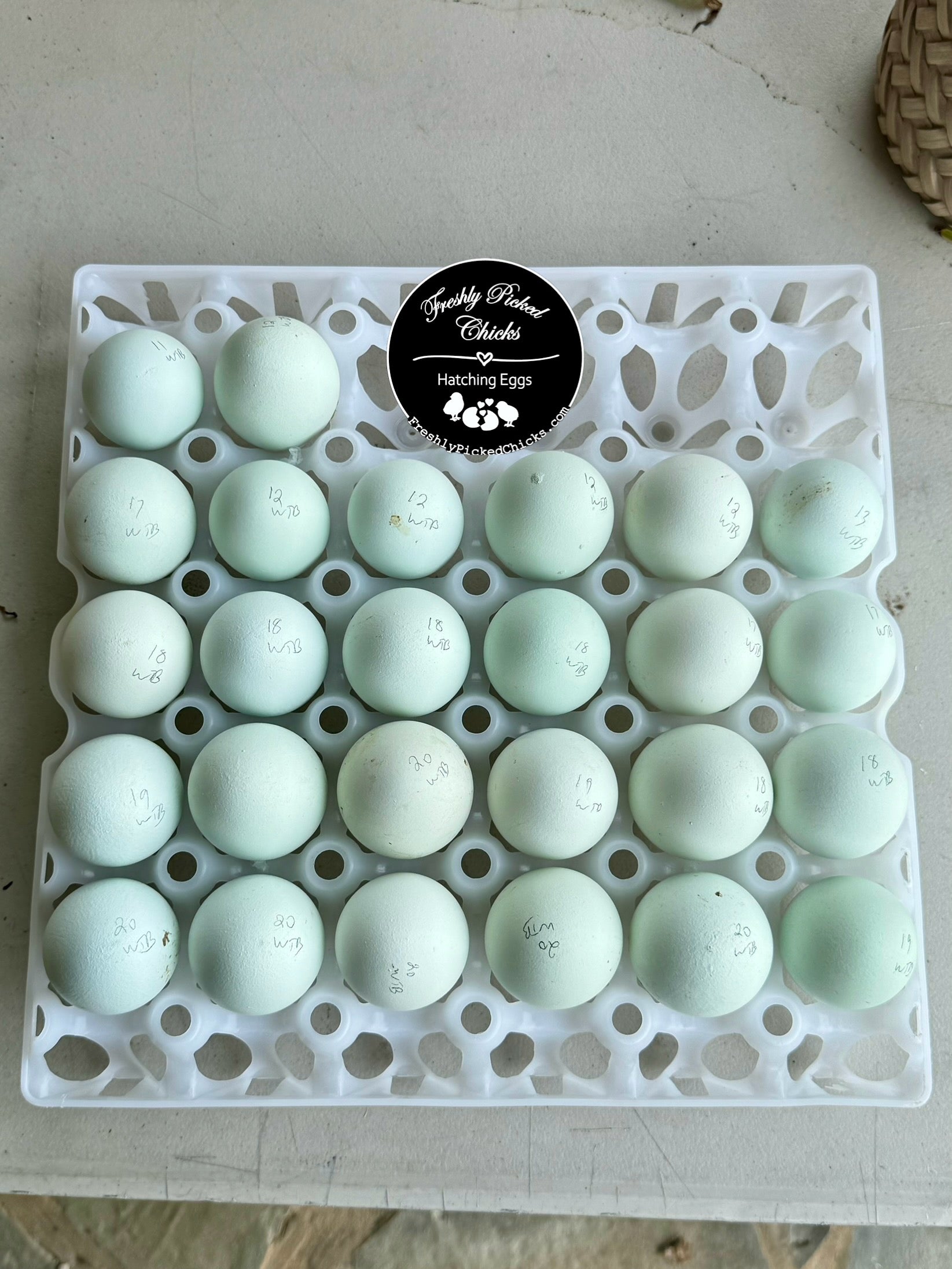 Whiting True Blue Hatching Eggs – Freshly Picked Chicks