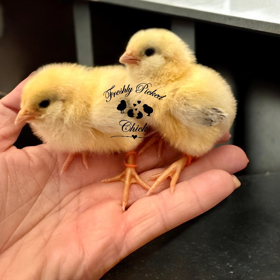 Ameraucana, Wheaten/Blue Wheaten – Freshly Picked Chicks