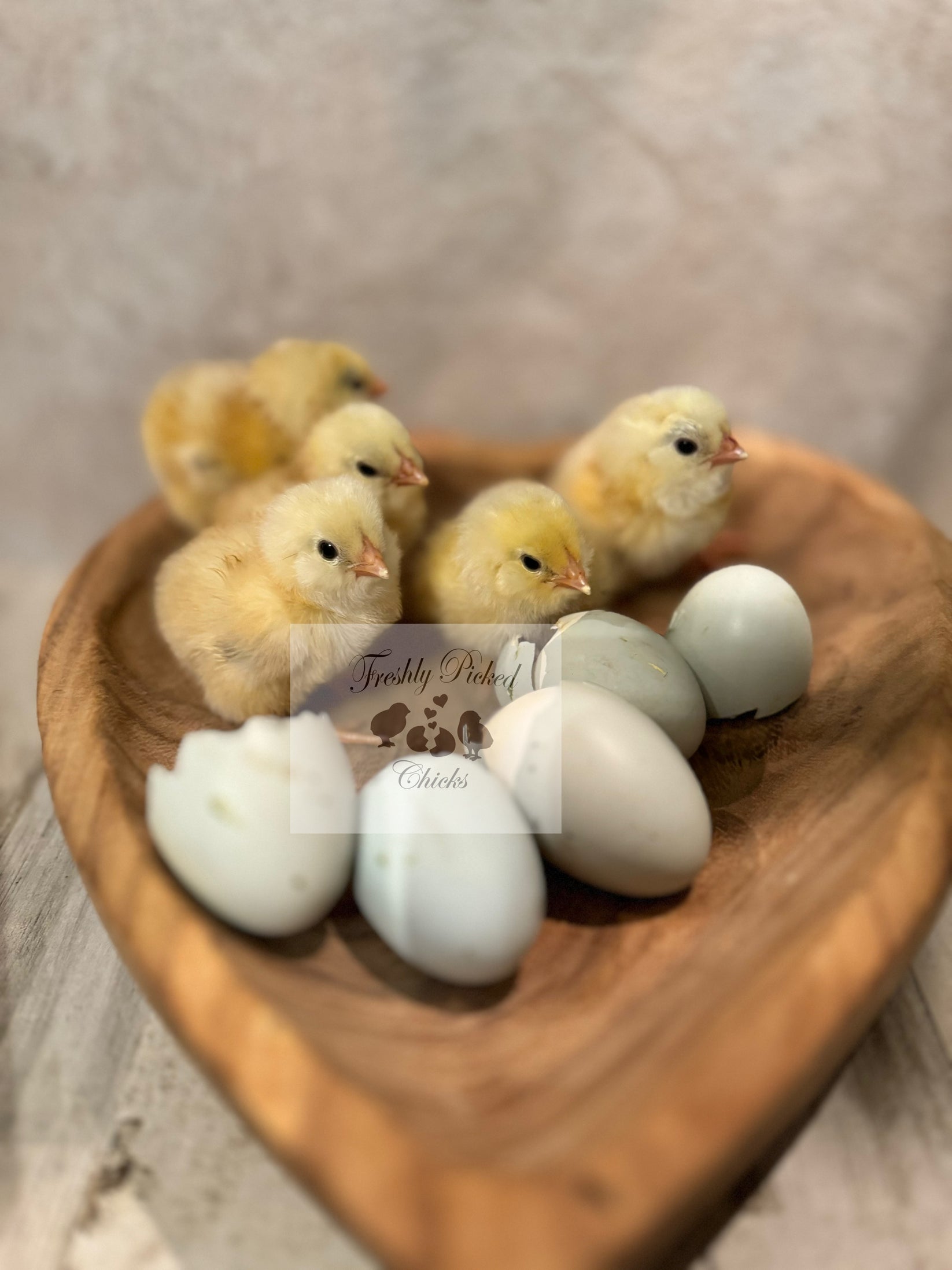 Ameraucana, Wheaten/Blue Wheaten – Freshly Picked Chicks