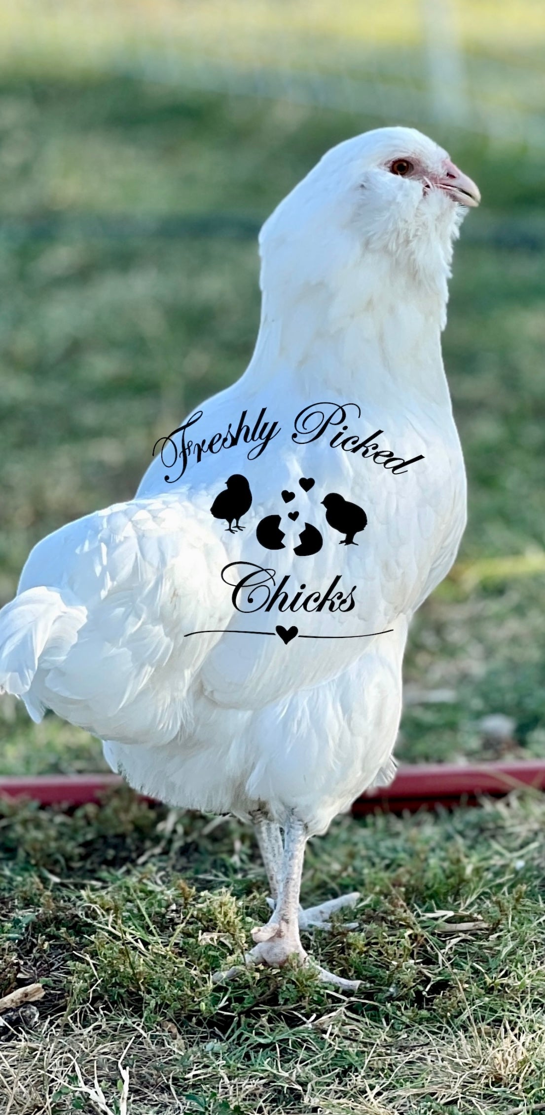 Ameraucana, White – Freshly Picked Chicks