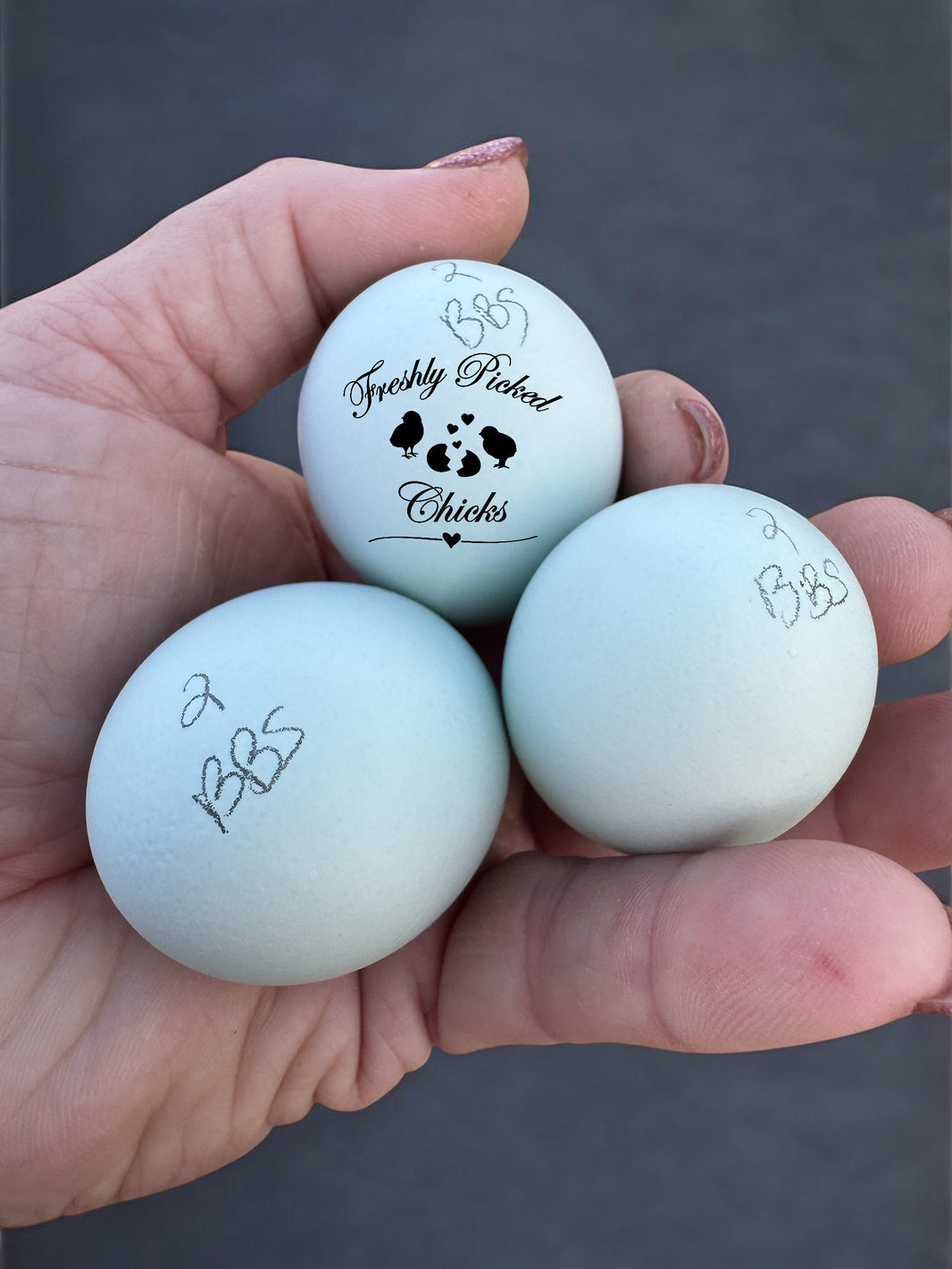 Freshly Picked Chicks | Colorful Eggs, Rare Breeds & Genetics