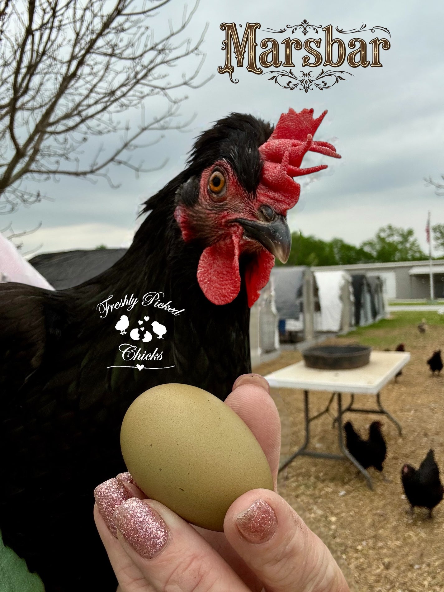 Marsbar F1 Olive Egger hatching eggs – Freshly Picked Chicks