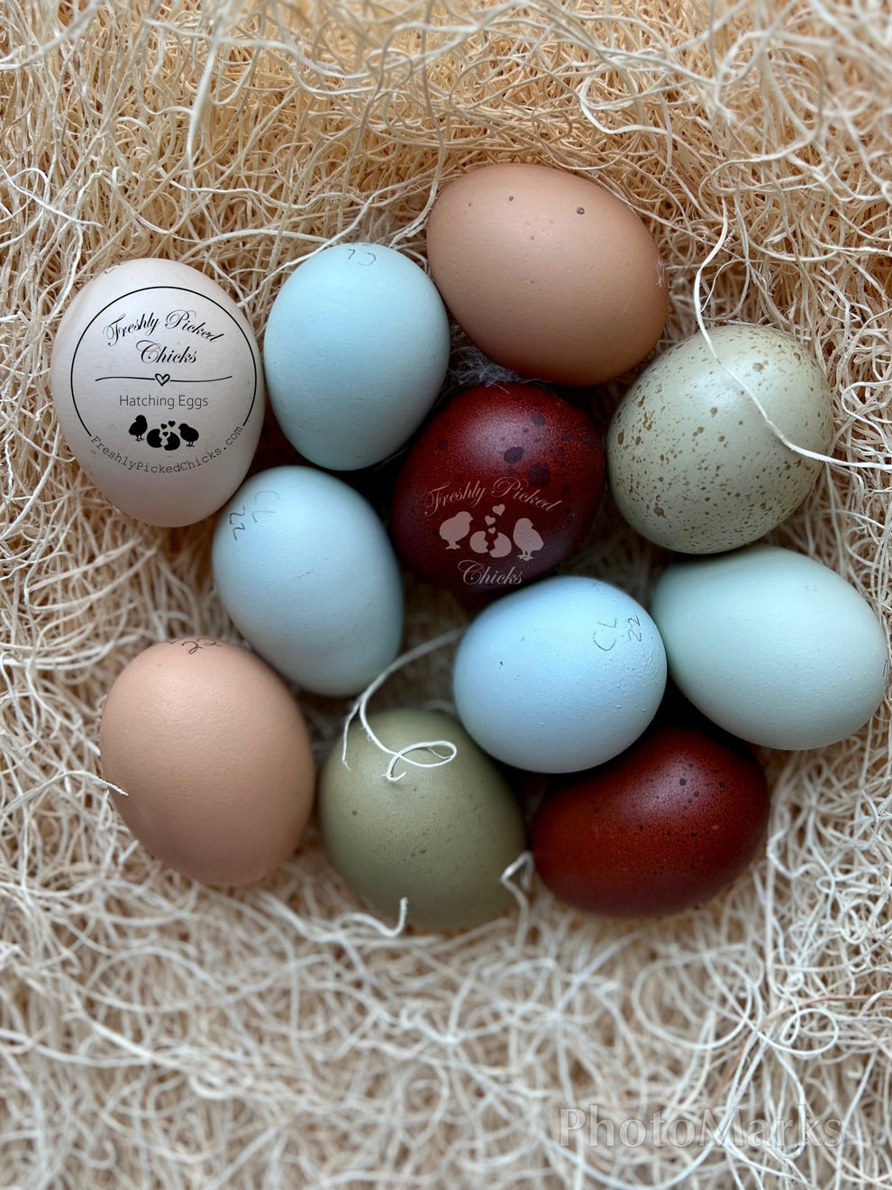 Rainbow PUREBRED Eggs – Freshly Picked Chicks