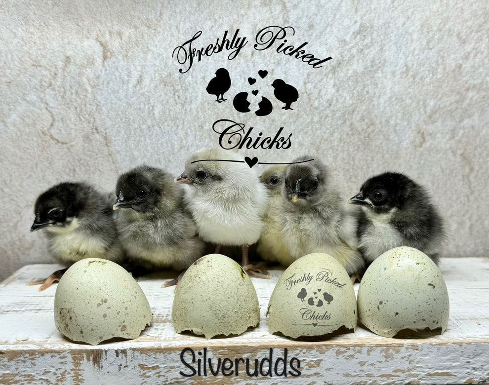 Silverudd Blue – Freshly Picked Chicks