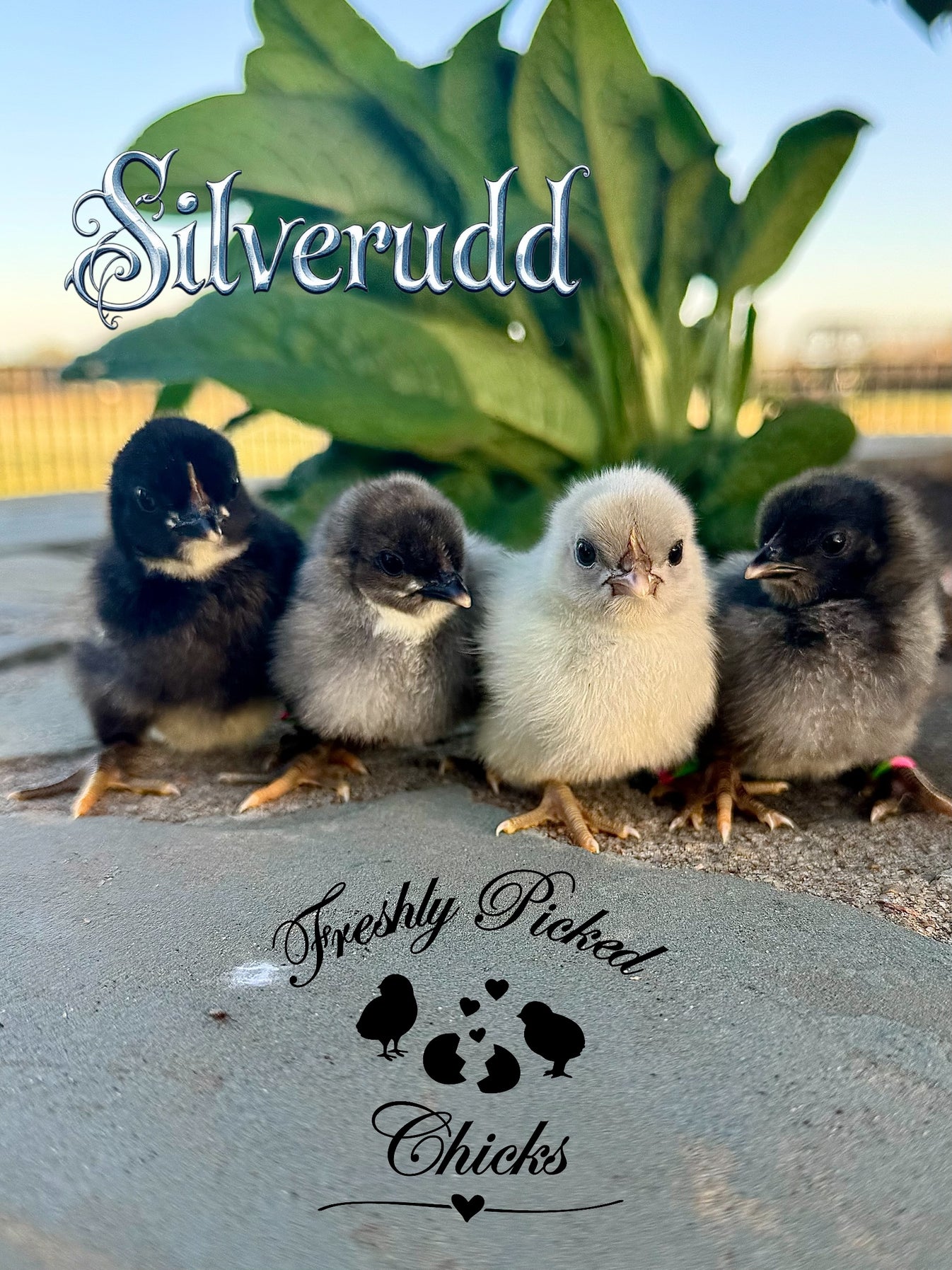 Silverudd Blue – Freshly Picked Chicks
