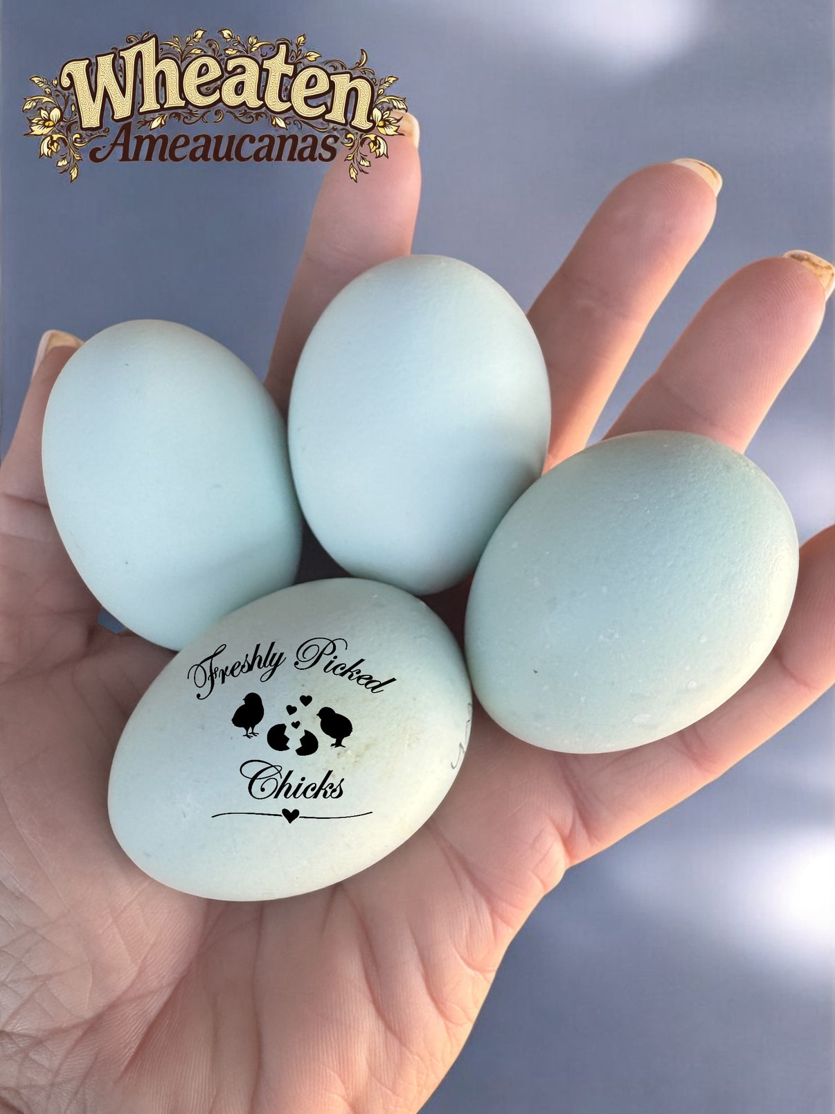 Ameraucana, Wheaten/Blue Wheaten – Freshly Picked Chicks